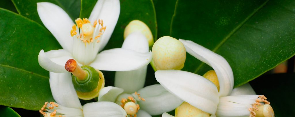 Beneficios y Propiedades de la Flor de Azahar - NaranjasYA